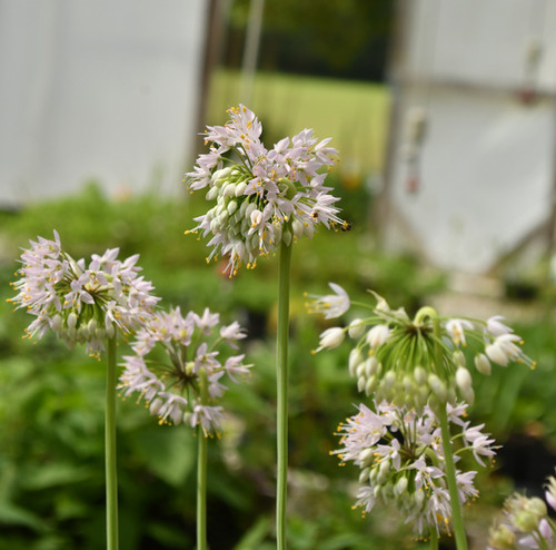 Nodding Onion - Allium cernuum | US Native Plants | Buy Now