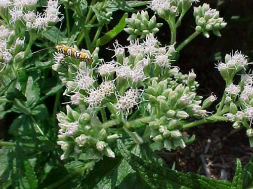 Common Boneset - Eupatorium perfoliatum | US Native Plants | Buy Now