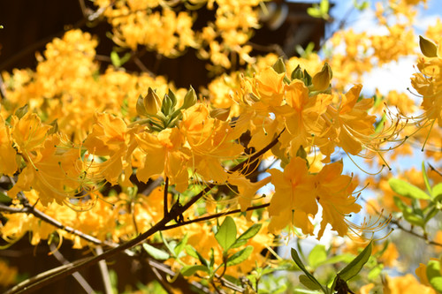 Florida Flame Azalea - Rhododendron austrinum | US Native Plants | Buy Now