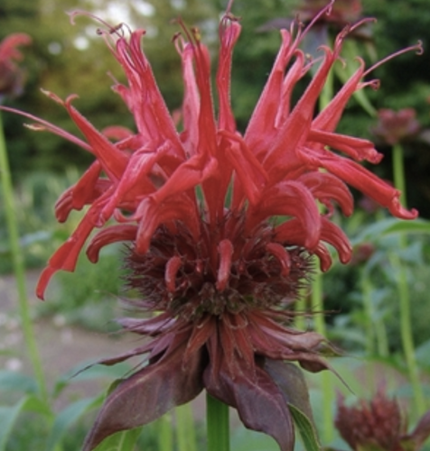 Monarda didyma 'Jacob Cline'- Jacob Cline Bee Balm | US Native Plants ...