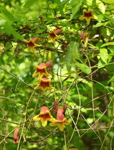 Crossvine - Bignonia capreolata | US Native Plants | Buy Now