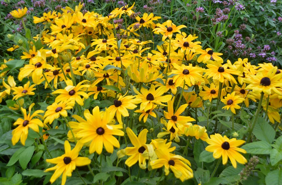 Natives | CampCreekNativePlant