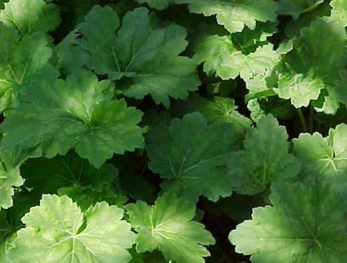 Alum Root 'Dale's Strain' - Heuchera americana 'Dale's Strain' | US ...