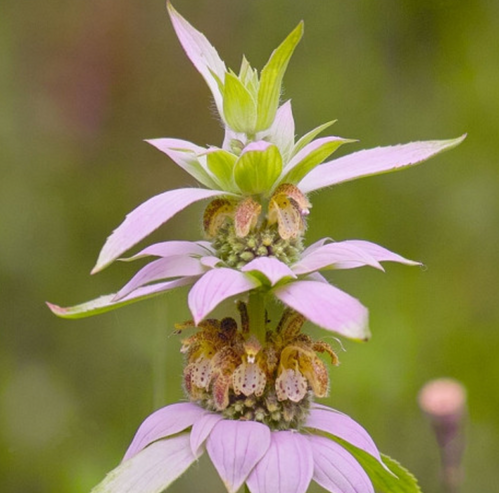 Spotted Bee Balm - Monarda punctata | US Native Plants | Buy Now