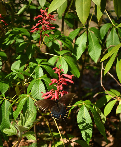 Red Buckeye - Aesculus pavia | US Native Plants | Buy Now