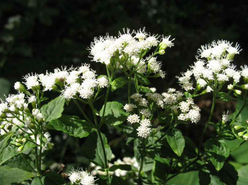 White Snakeroot - Ageratina altissima | US Native Plants | Buy Now