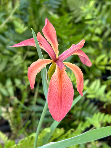 Copper Iris- Iris fulva | US Native Plants | Buy Now