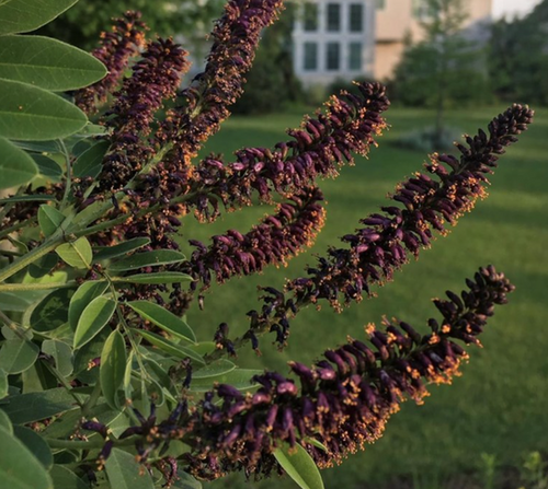 Amorpha fruiticosa- False Indigo Bush | US Native Plants | Buy Now