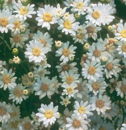 Aster ptarmicoides- White Aster | US Native Plants | Buy Now