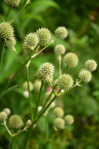 Rattlesnake Master - Eryngium yuccifolium | US Native Plants | Buy Now