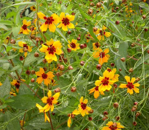 Coreopsis tinctoria- Plains Coreopsis | US Native Plants | Buy Now