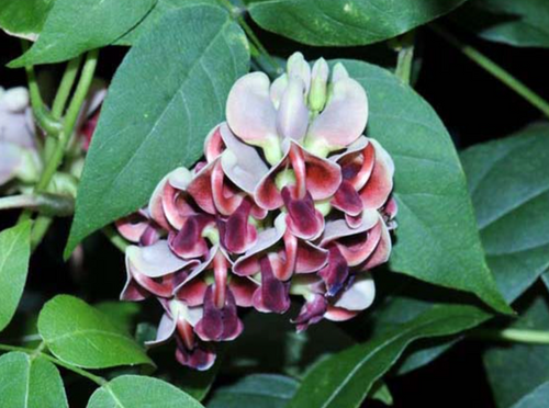 American Groundnut - Apios americana | US Native Plants | Buy Now