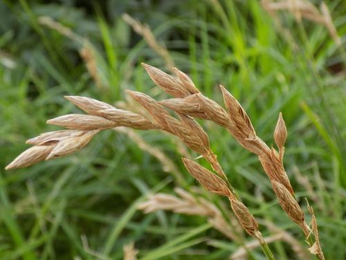 Palm Sedge - Carex muskingumensis | US Native Plants | Buy Now