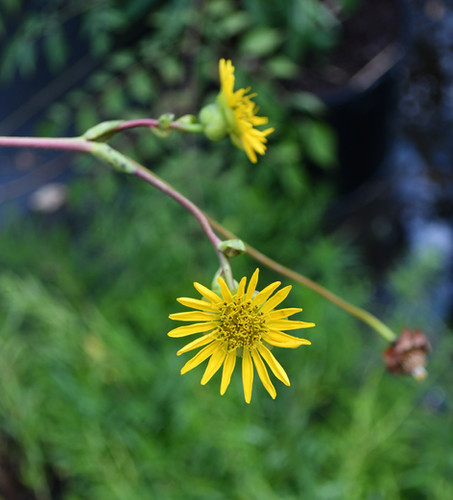 Buy Prairie Dock - Silphium terebinthinaceum