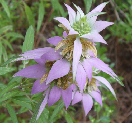 Spotted Bee Balm 'Beebop' - Monarda punctata | US Native Plants | Buy Now