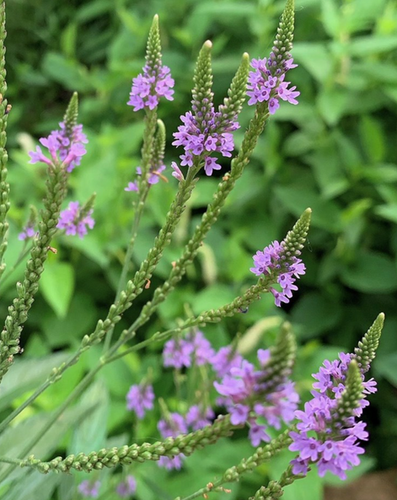 Blue Vervain (Verbena hastata) - US Native Plants | Buy Now