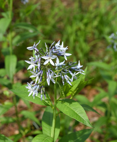 Amsonia 'Blue Ice' - Amsonia tabernaemontana | US Native Plants | Buy Now