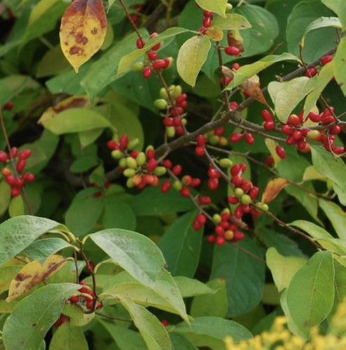 Spice Bush - Lindera benzoin | US Native Plants | Buy Now