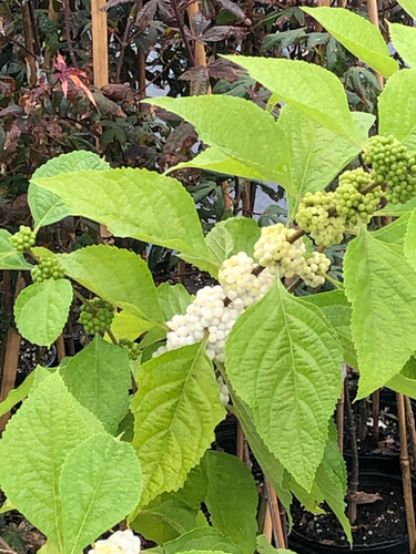White American Beautyberry - Callicarpa americana v. lactea | US Native ...