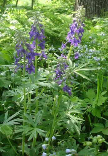 Dwarf Larkspur - Delphinium tricorne | US Native Plants | Buy Now