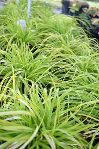 Everillo Sedge - Carex oshimensis 'Everillo' | US Native Plants | Buy Now