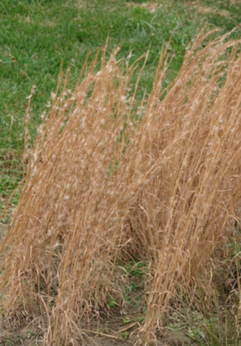 Broomsedge Bluestem - Andropogon virginicus | US Native Plants | Buy Now