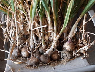 growing garlic inside