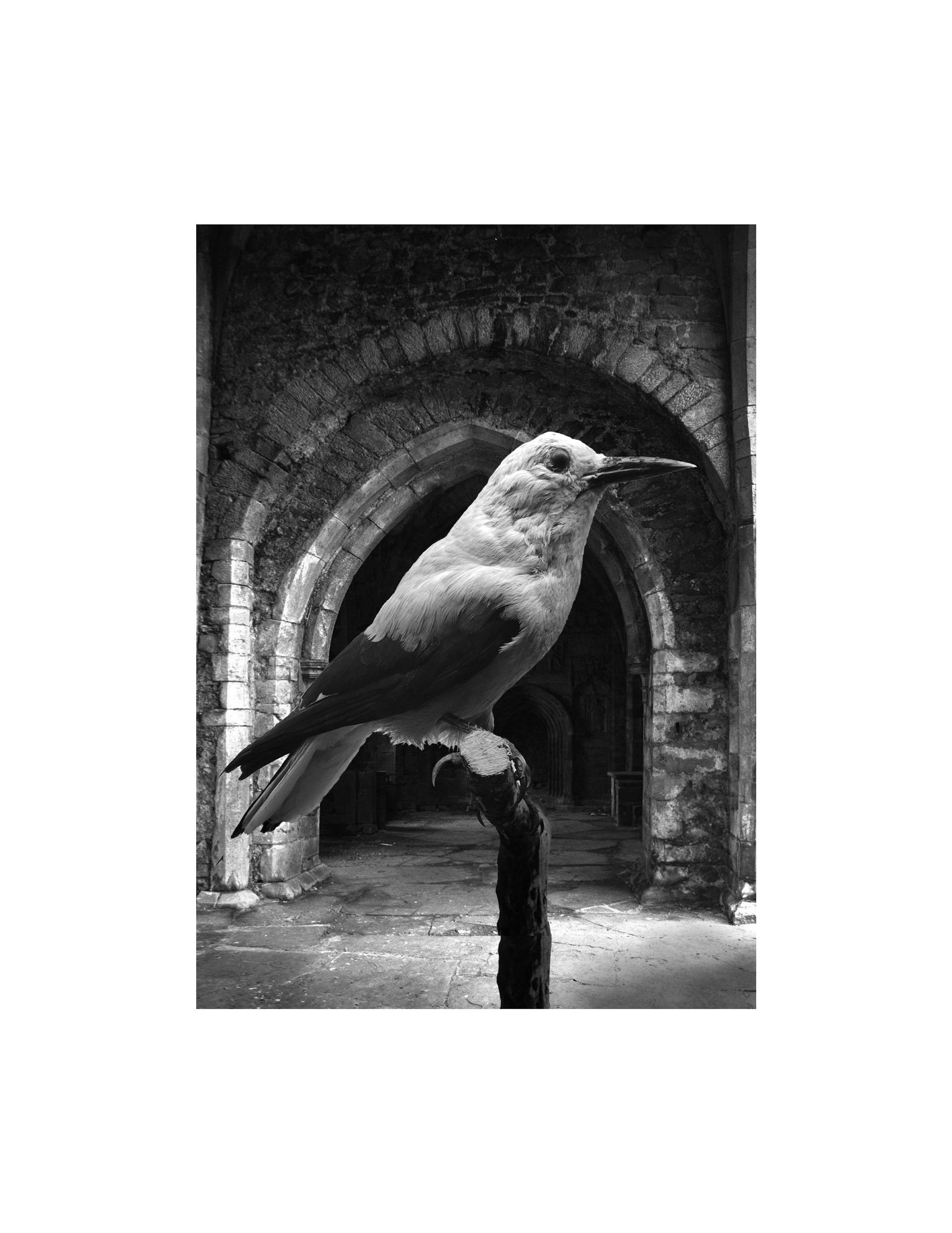 Shotola-Hardt: Sanctified, No.5 (Clark’s Nutcracker) | Blackfish Gallery