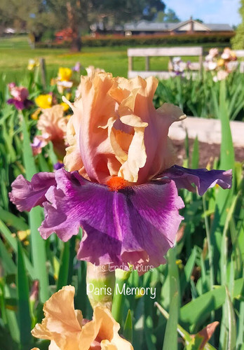 Paris Memory | Iris Endeavours