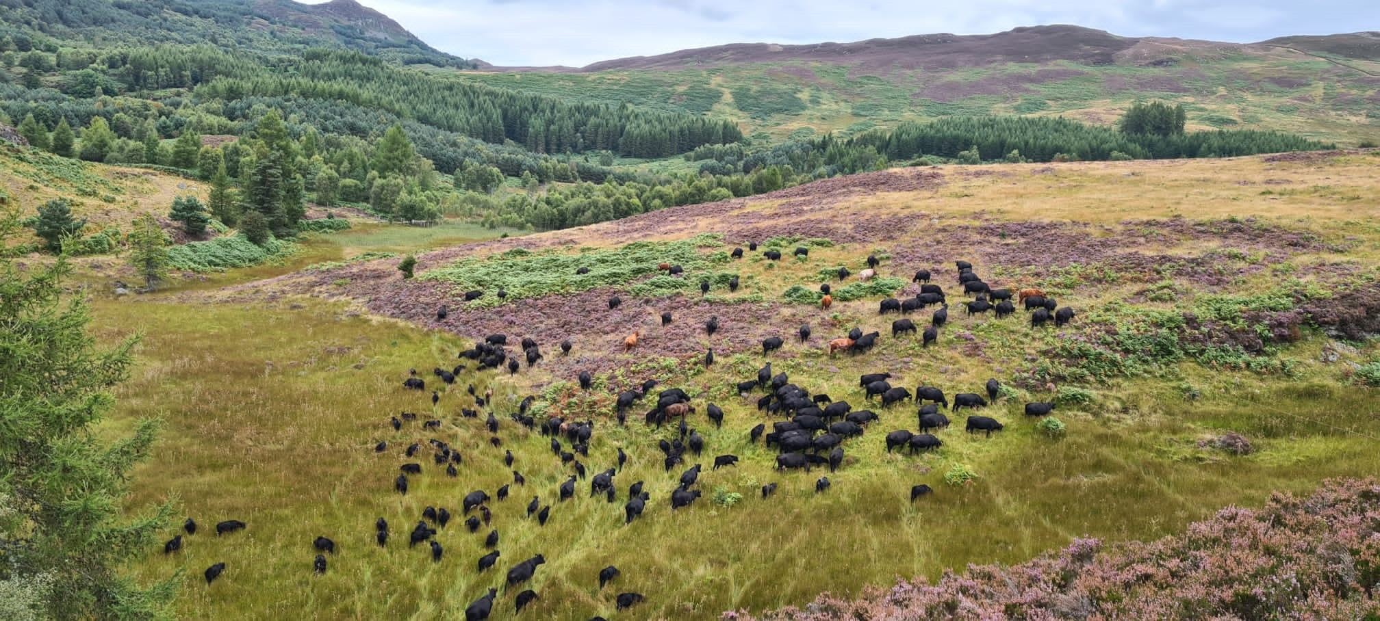 Regenerative Farming Business | Rotmell Farming | Ballinluig