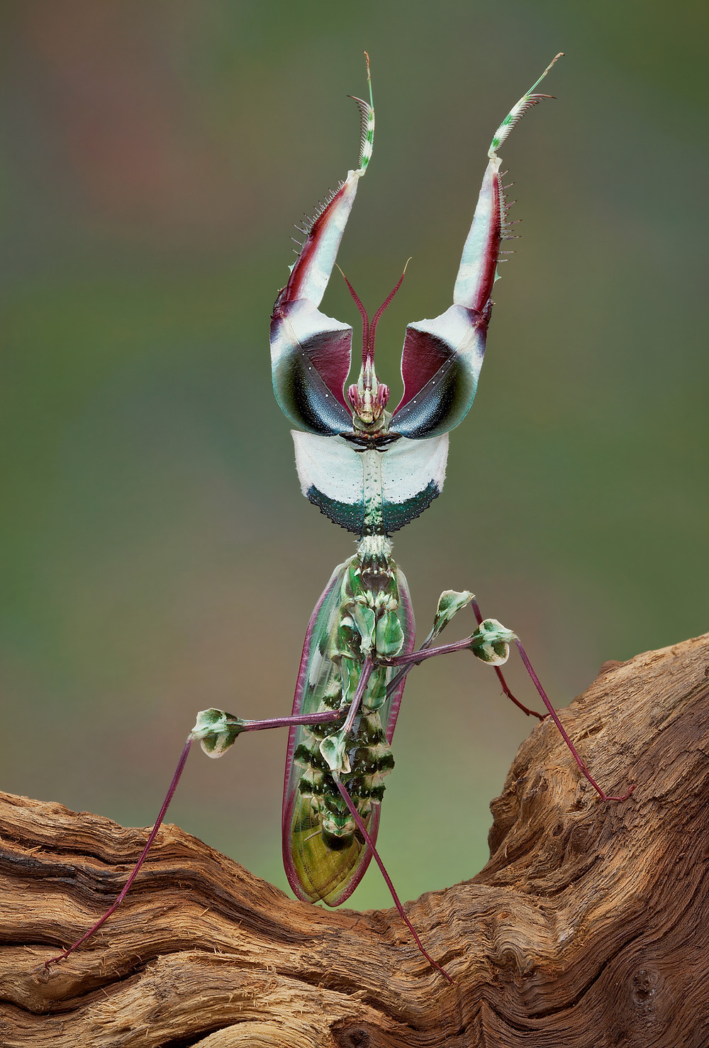 What Are You Dancing For? With a Devil's Flower Mantis