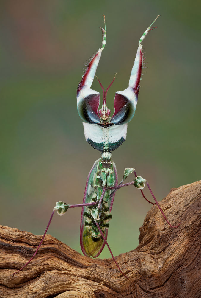 What Are You Dancing For? With a Devil's Flower Mantis
