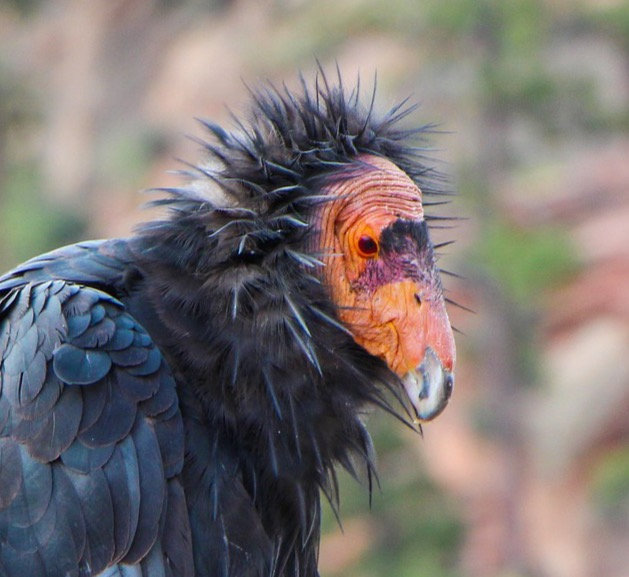 The California Condor's Question - why am I so ugly?