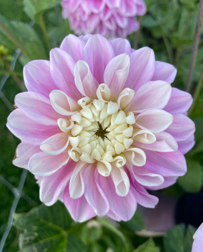 'Fluffles' Dahlia Tuber | Purple Stems