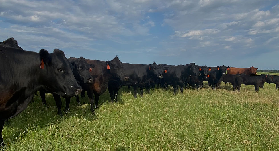 Black Angus Bulls For Sale | Howard Sheep and Cattle | United States
