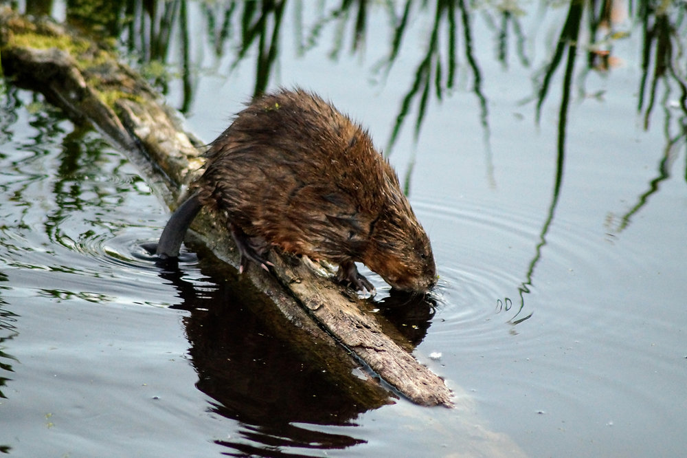 Beaver Architecture 101: How to Build a Lodge