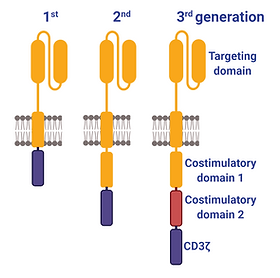 Our science | Leucid bio