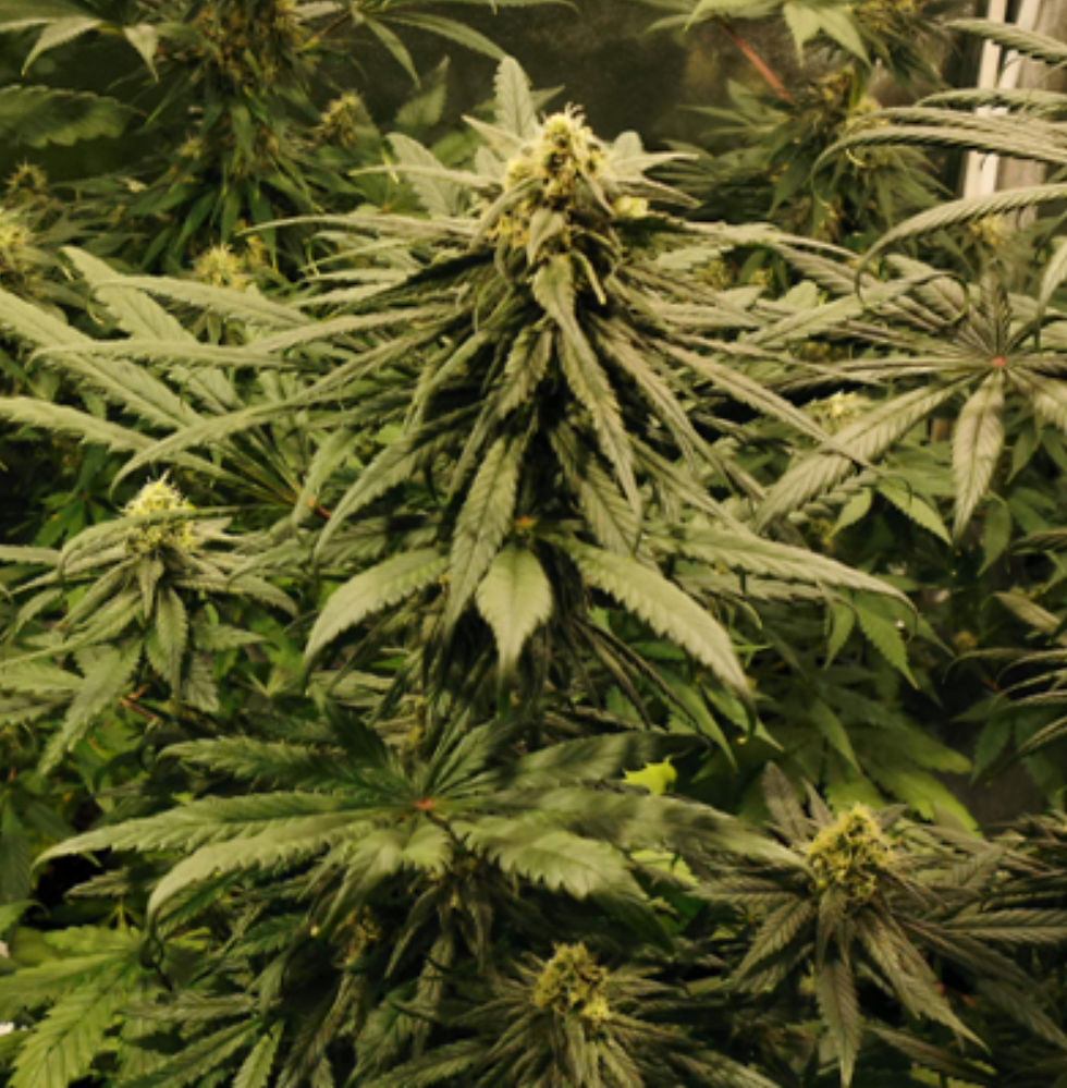 AUTOFLOWER SEEDS | Green Fox Farms