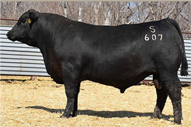 Herd Sires | M Diamond Angus