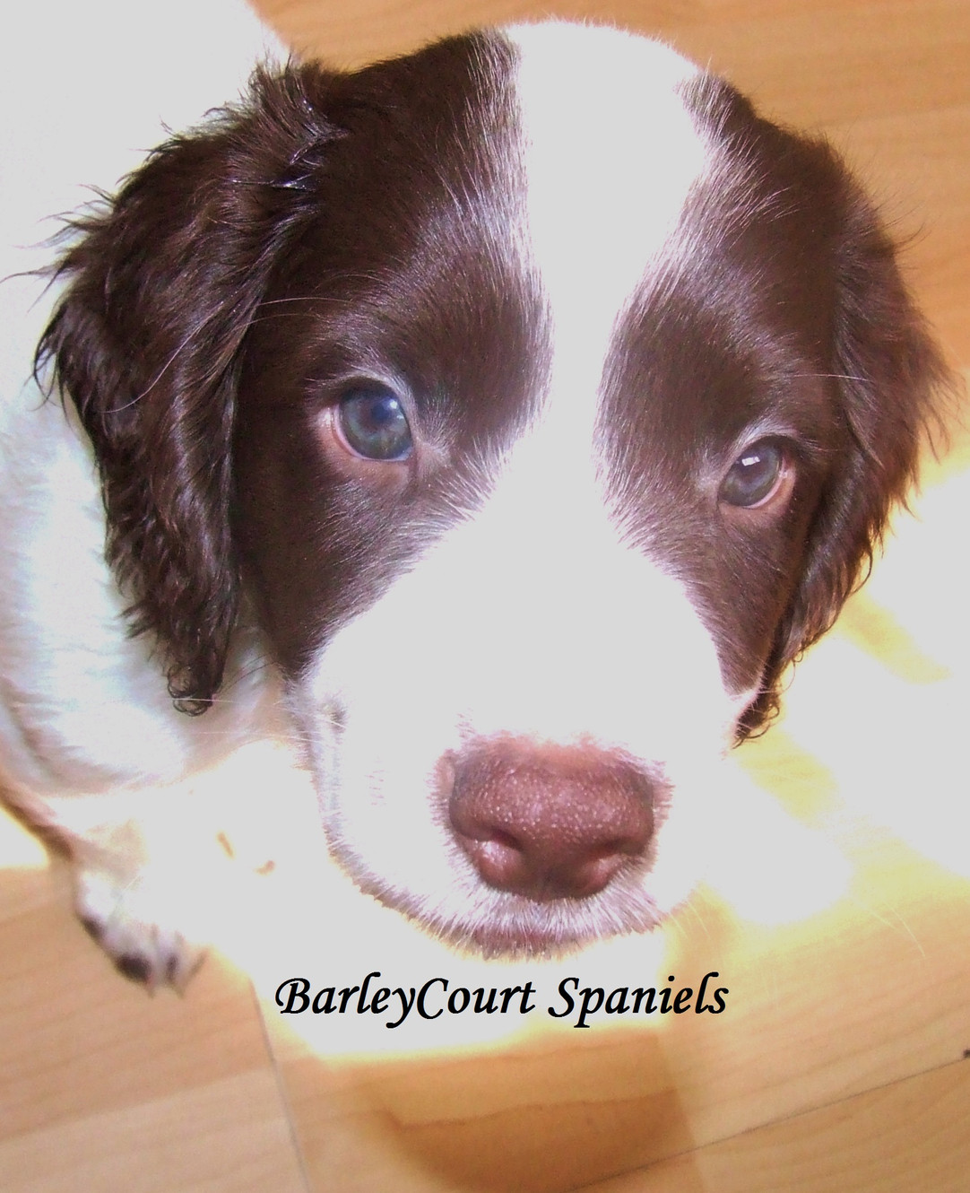 Working Cocker & Springer Spaniel Puppy Hertfordshire, cambridgeshire