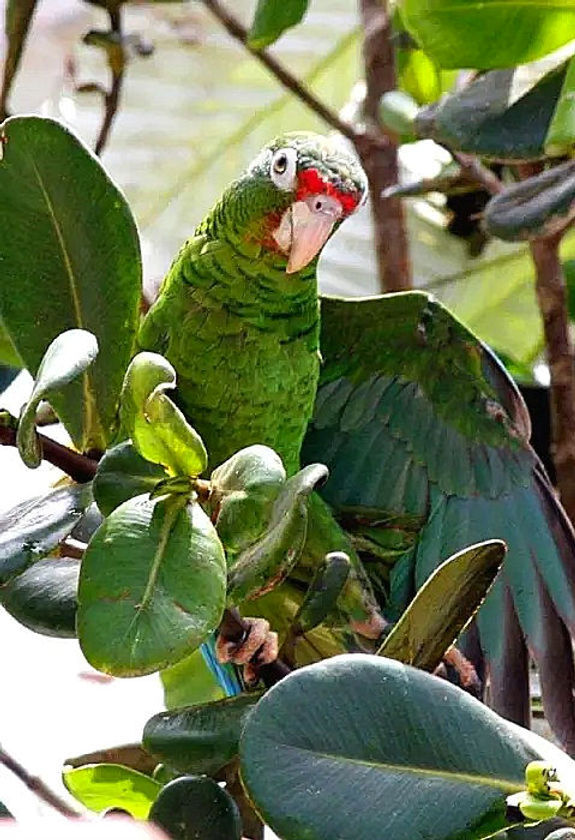 Fauna de Puerto Rico: Aves