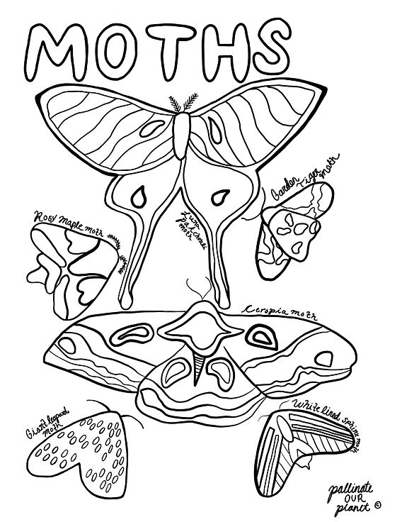 moth coloring sheet
