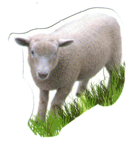 Sheep Cutouts | The Craft Zone