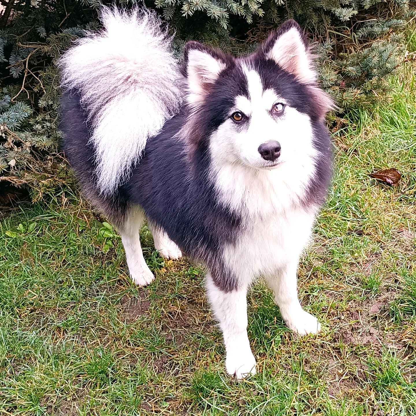 Élevage Pomsky de la Luna