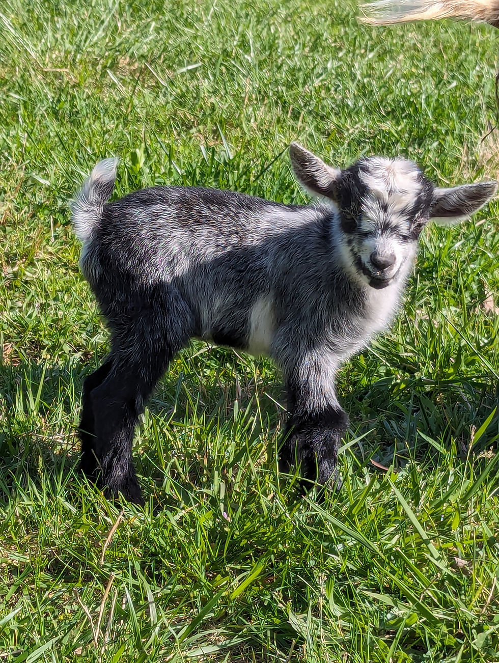 The Charm of Nigerian Dwarf Goats: A Closer Look at These Adorable ...