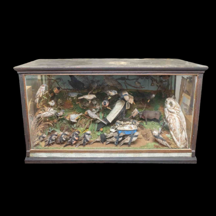 Victorian 'Who Killed Cock Robin' Anthropomorphic Taxidermy | Hall Fine Art