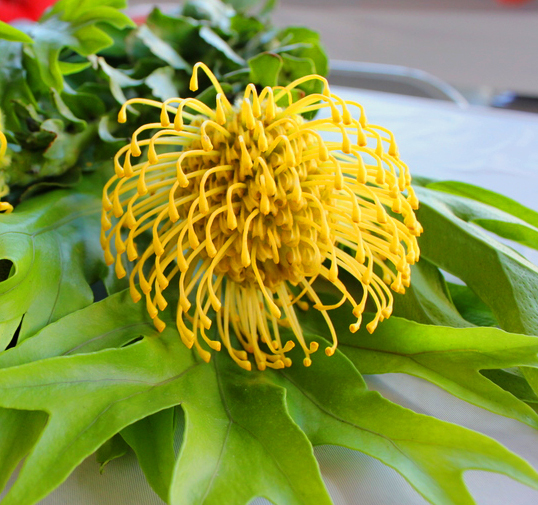 Sogetsu Ikebana Los Angeles Branch