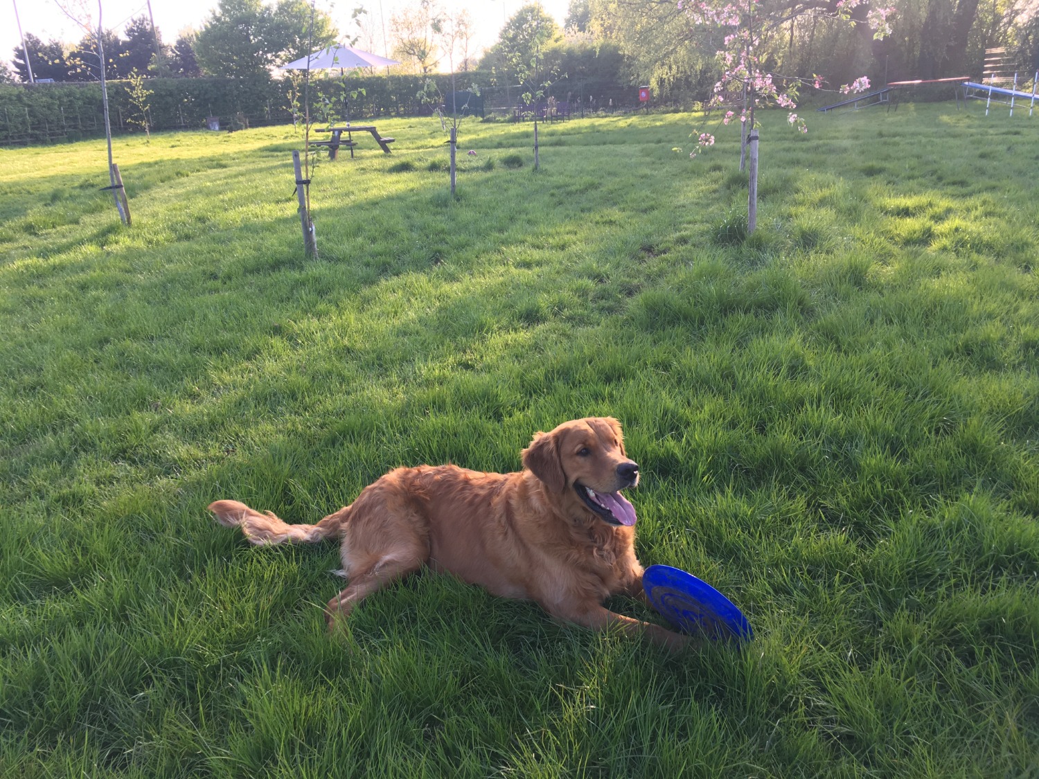 Golden Paws Ranch in York