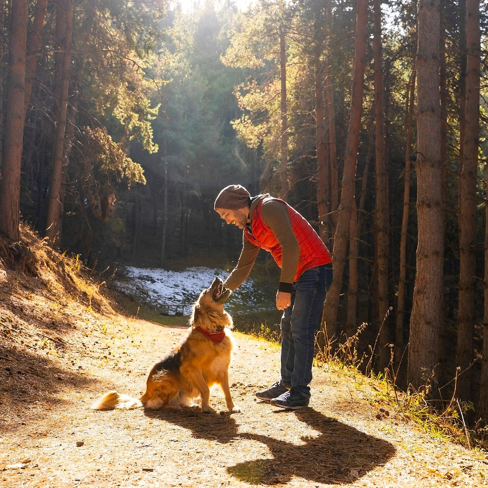 Top 5 Pet Friendly Hiking Trails For A Colorful Fall Adventure top-5-pet-friendly-hiking-trails-for-a-colorful-fall-adventure