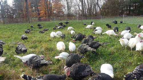 Grace Pond Farm Whole Turkey | Old Crow Ranch